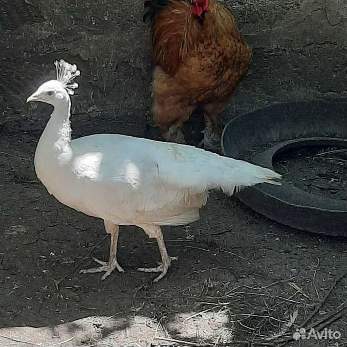 Павлины королевские,яйцо инкубационное