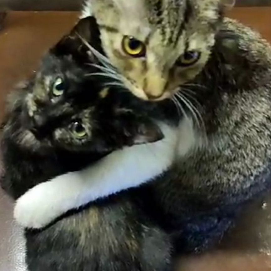 Котята неразлучные 3 и 4 мес