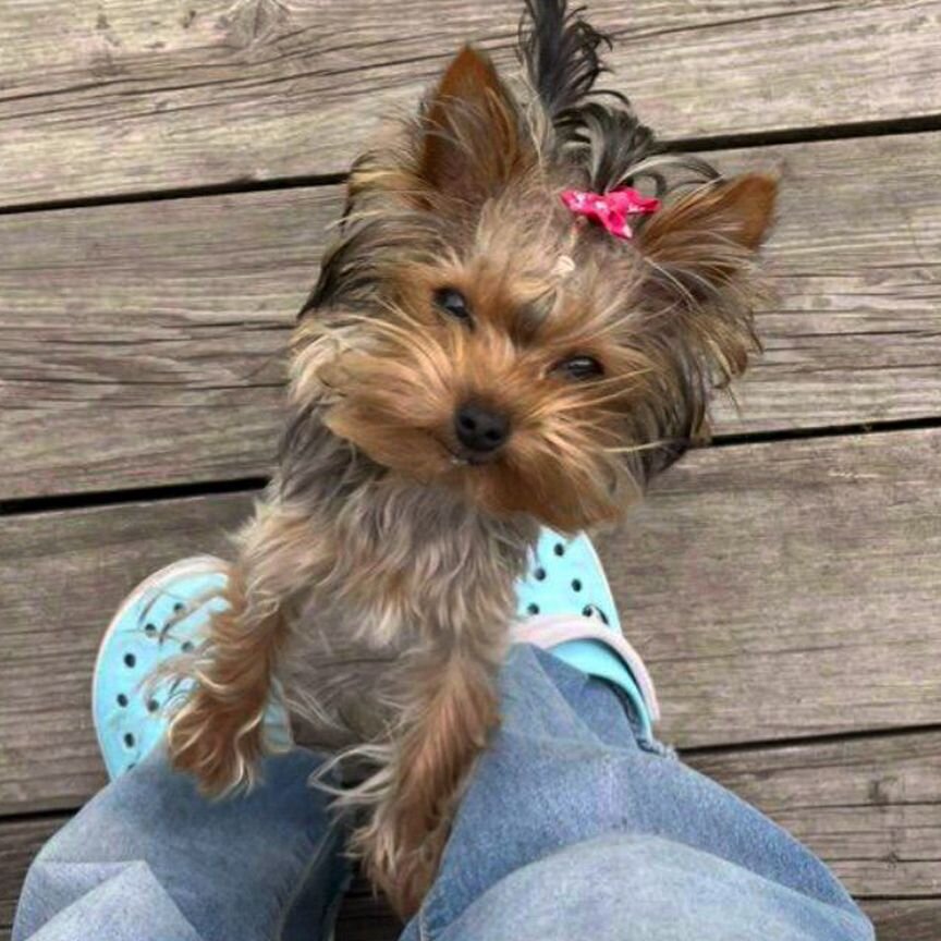 Йоркширский терьер, щенок