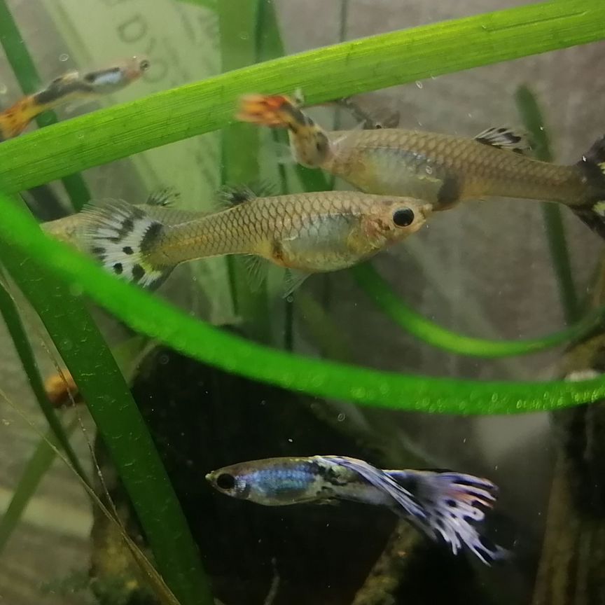Рыбки гуппи
