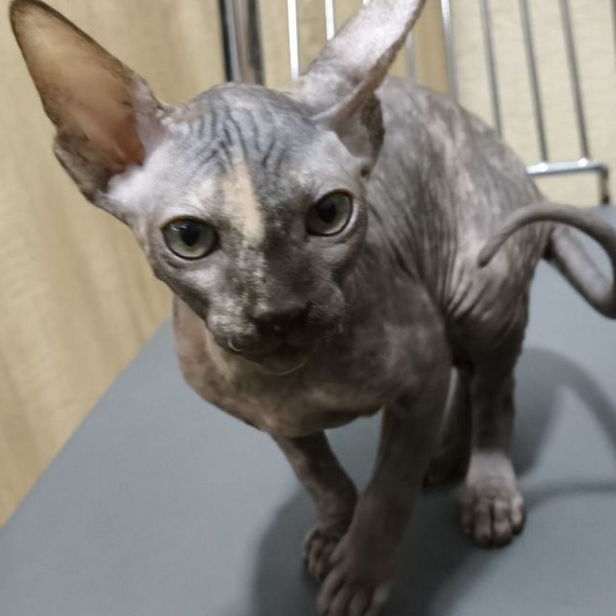 Котёнок сфинкс