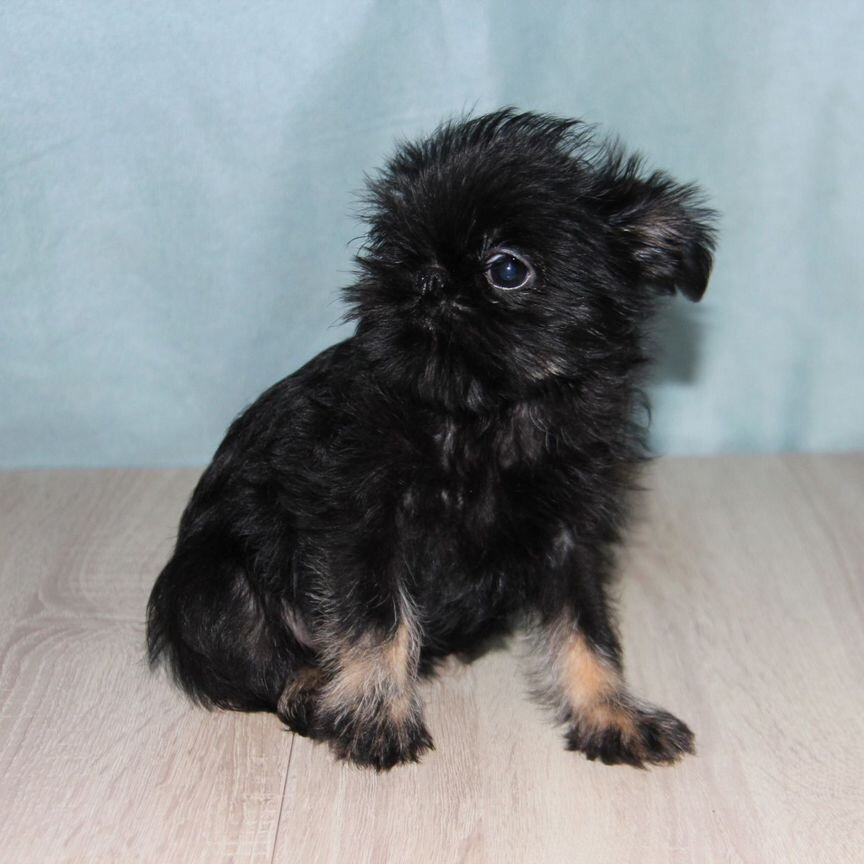 Миниатюрные малыши