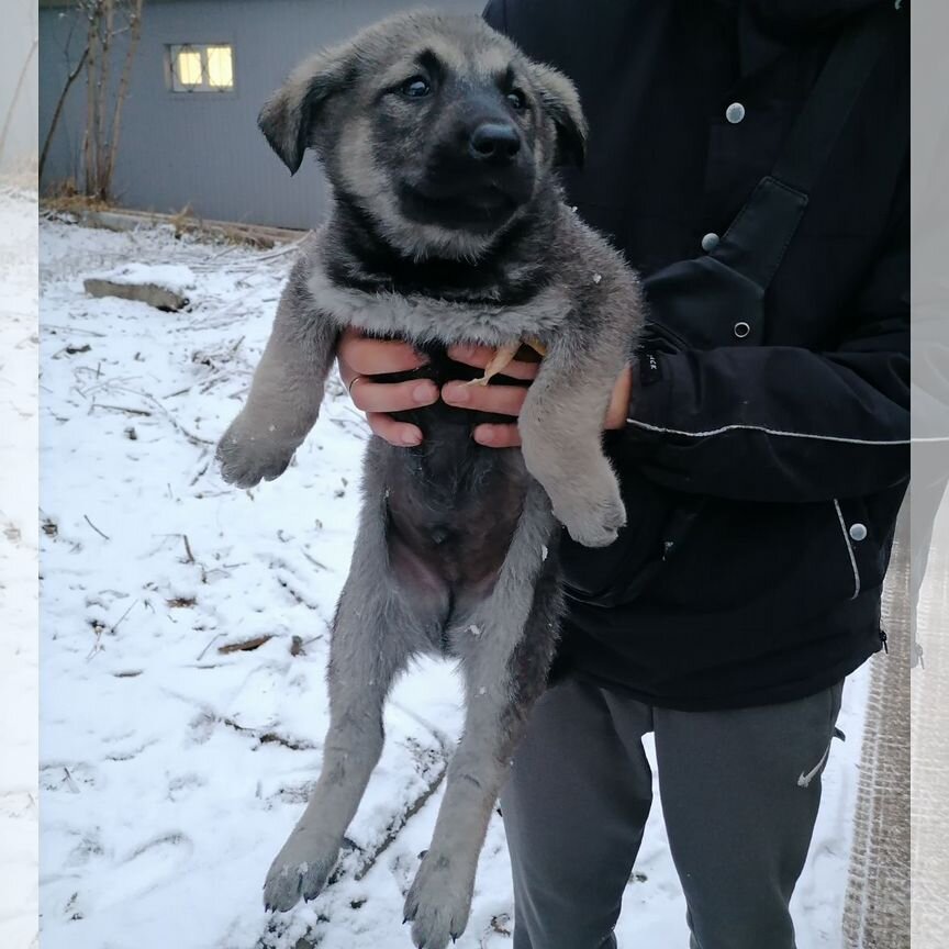 Щенок в добрые руки