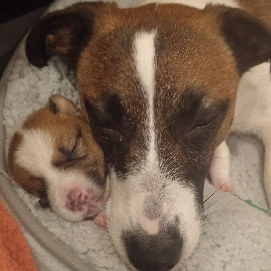 Джек-рассел-терьер, щенок