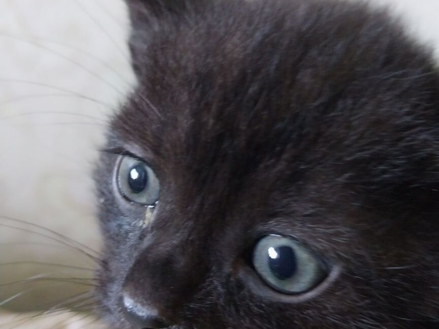 Котята отдам в добрые руки бесплатно