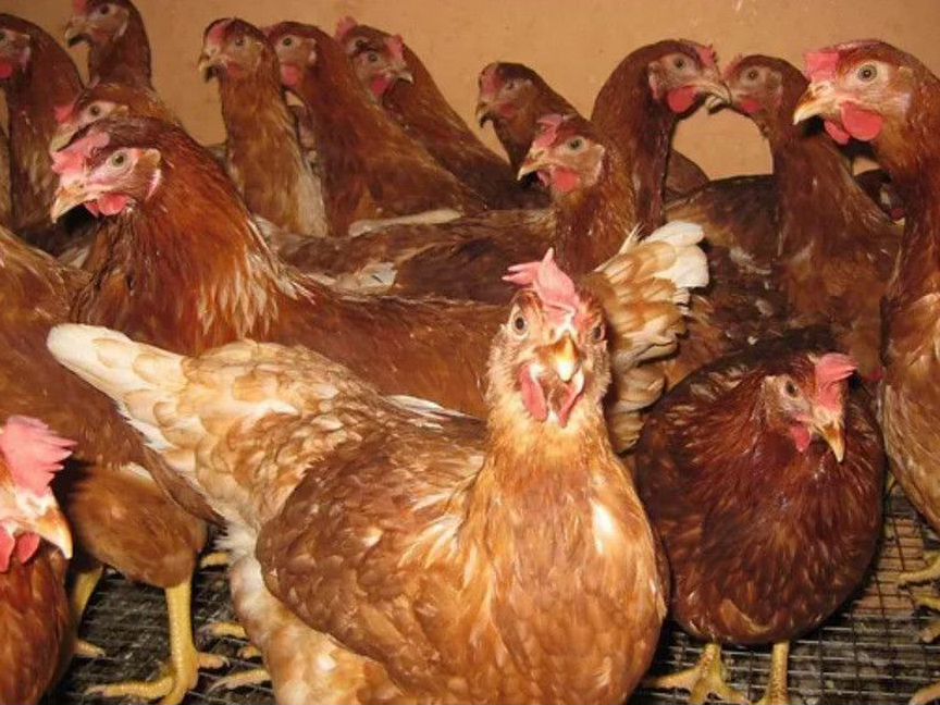 Курочки несушки с доставкой