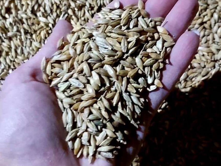 Кукуруза, ячмень, комбикорм в гранулах