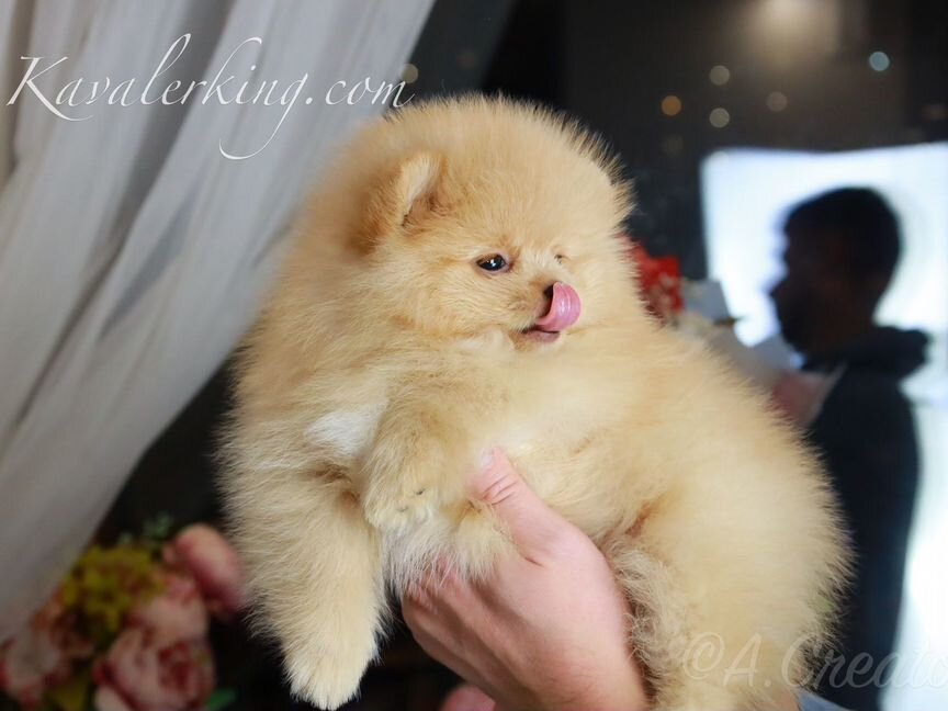 Красотка Померанского шпица