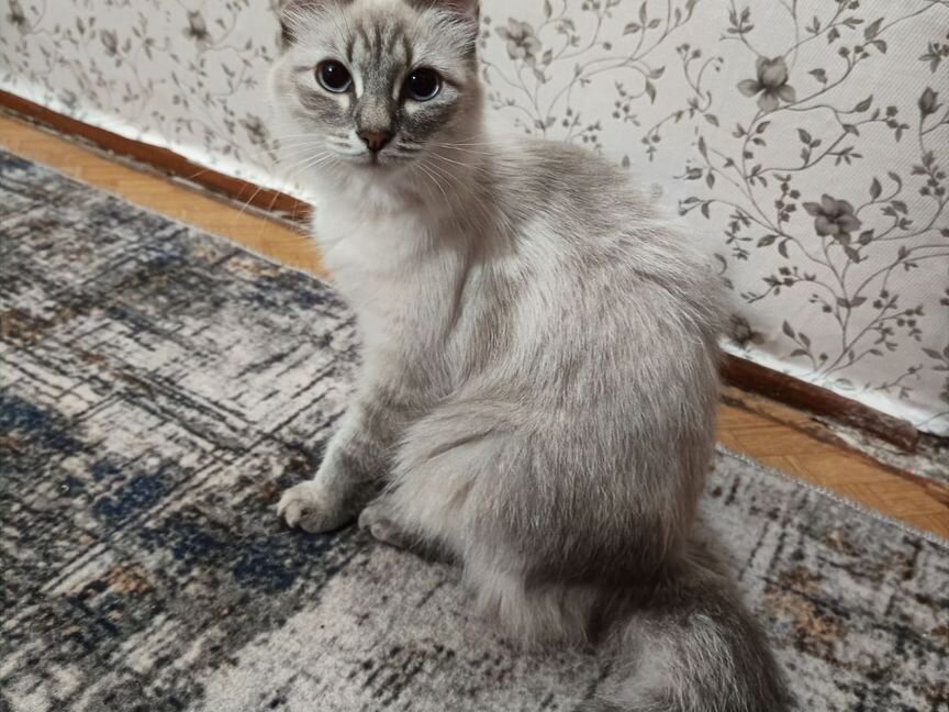 Кошечка в добрые руки