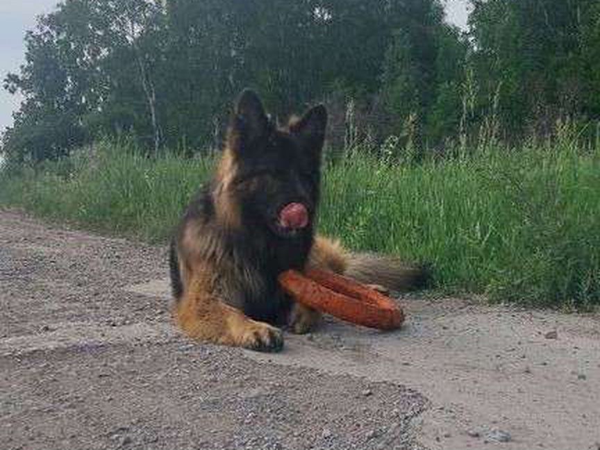 Щенки немецкой овчарки