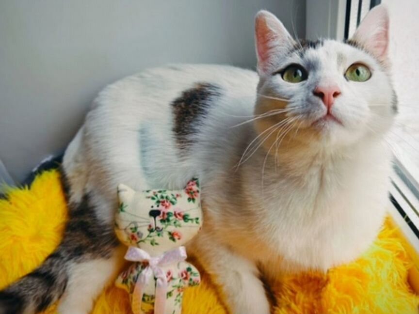 Универсальная кошка