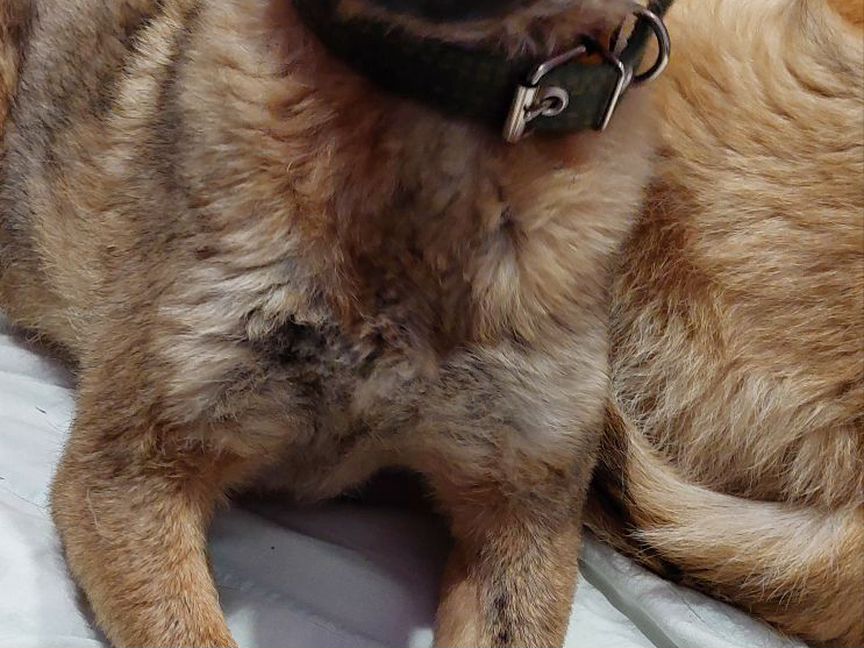 Щенки дворянки