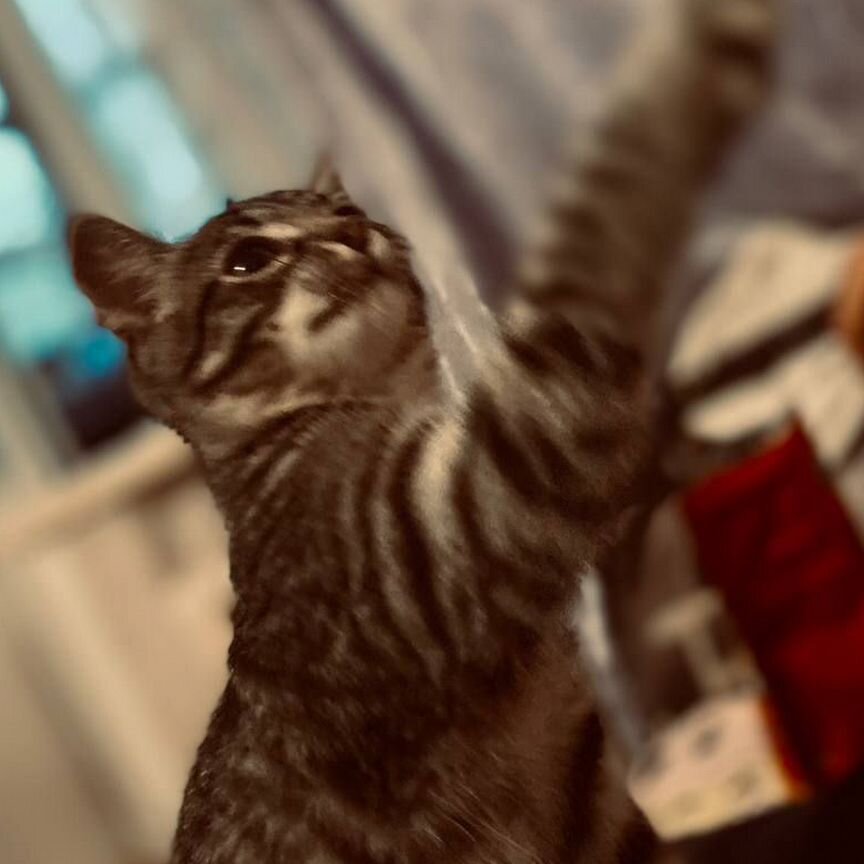 Котёнок в добрые руки