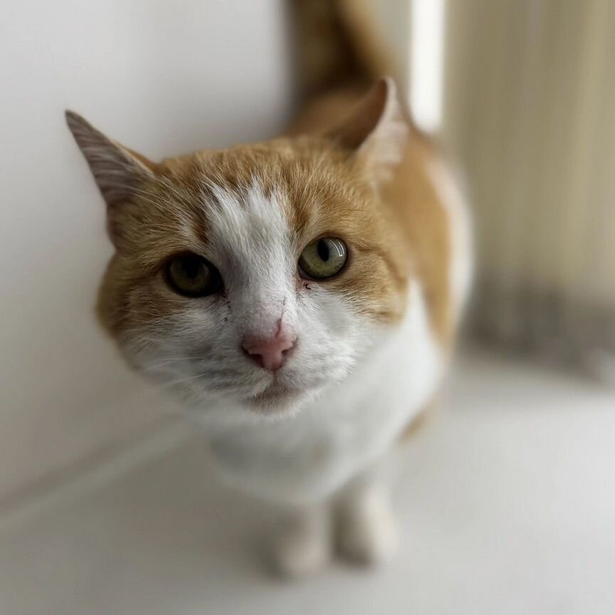 Кошка в добрые руки