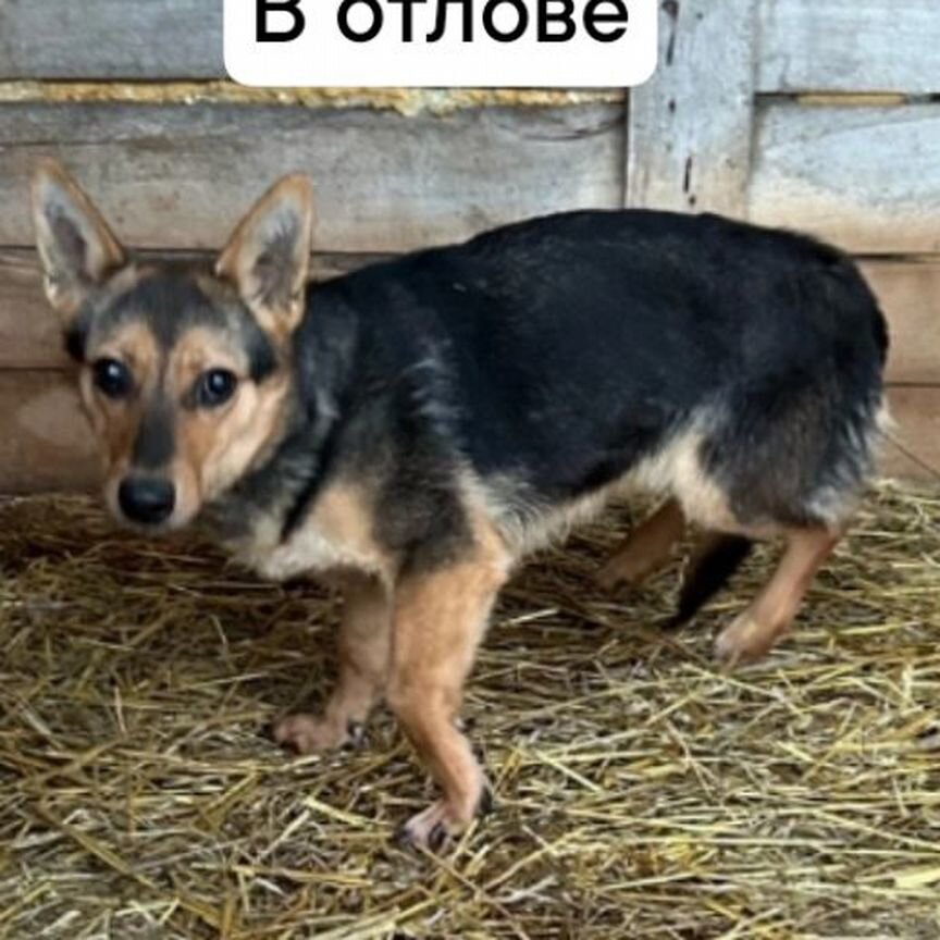 Маленькая собака ищет дом