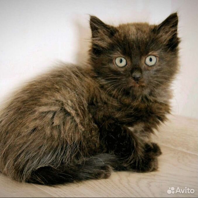 Озорная девочка черная пушистая котёнок в дар