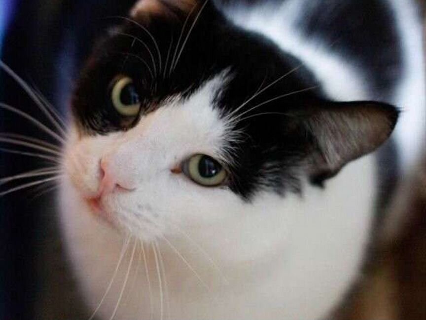 Котик
