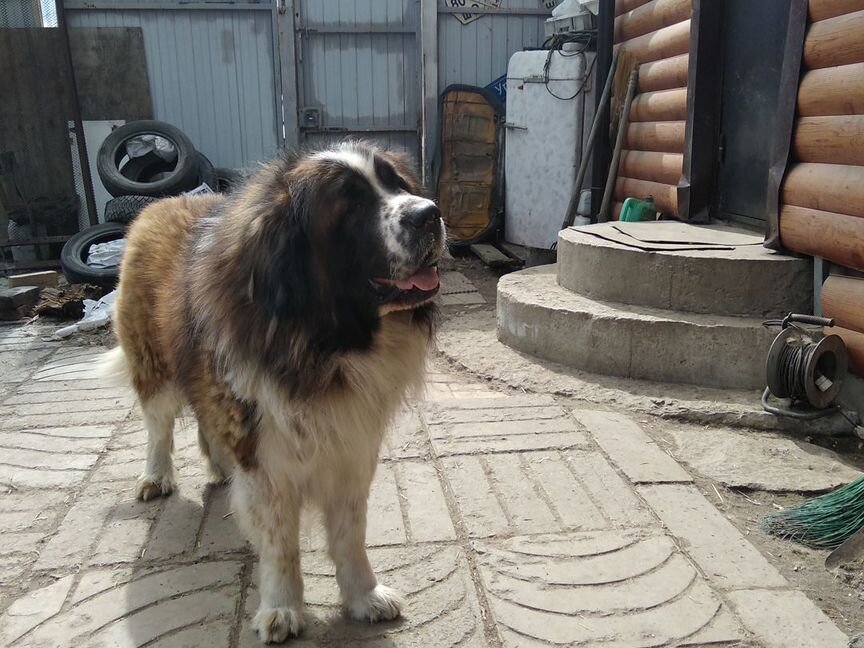 Кобель Московская сторожевая(вязка)