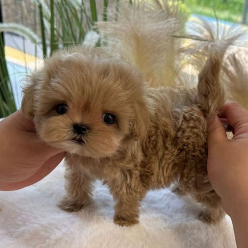 Мальтипу Микро из Кореи