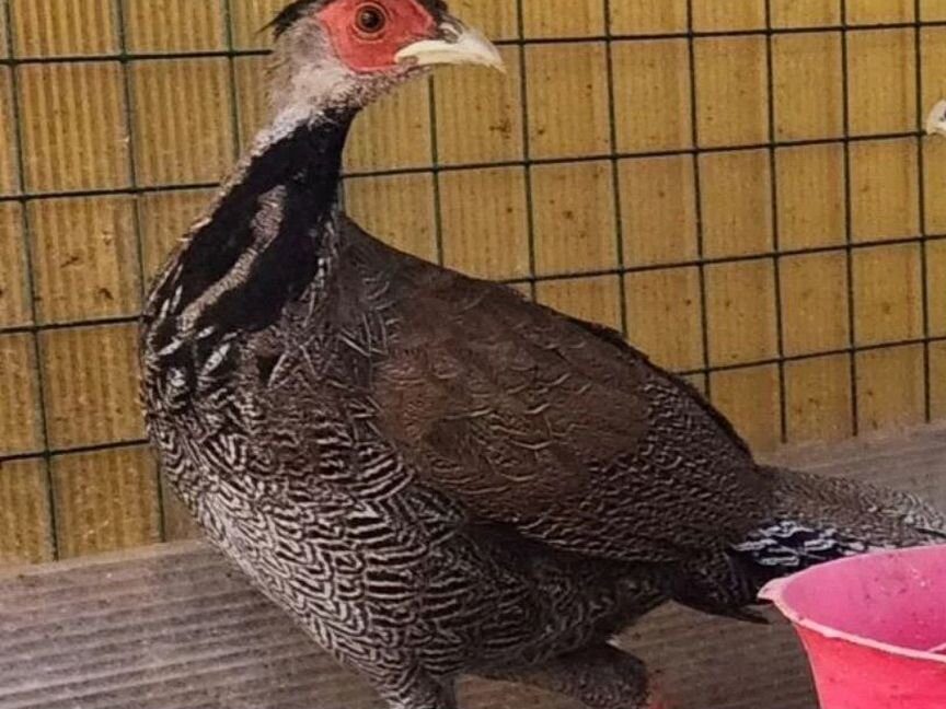 Пара фазанов серебро