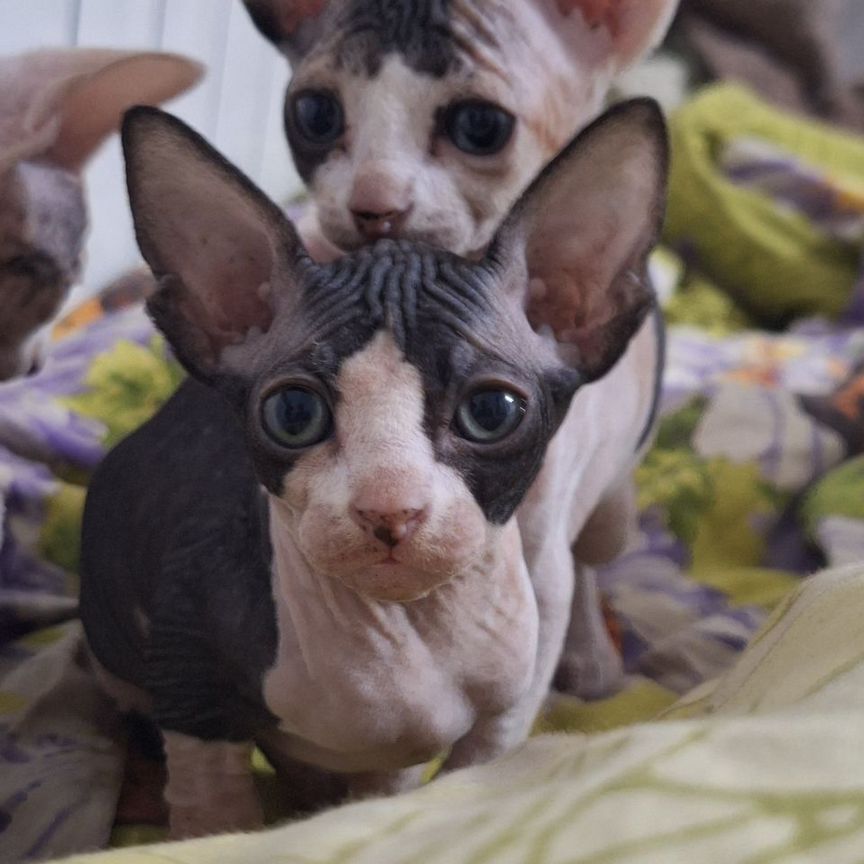 Канадский сфинкс котята