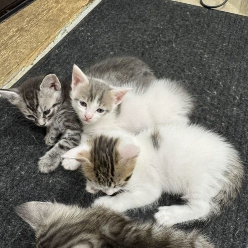 Котёнок в добрые руки