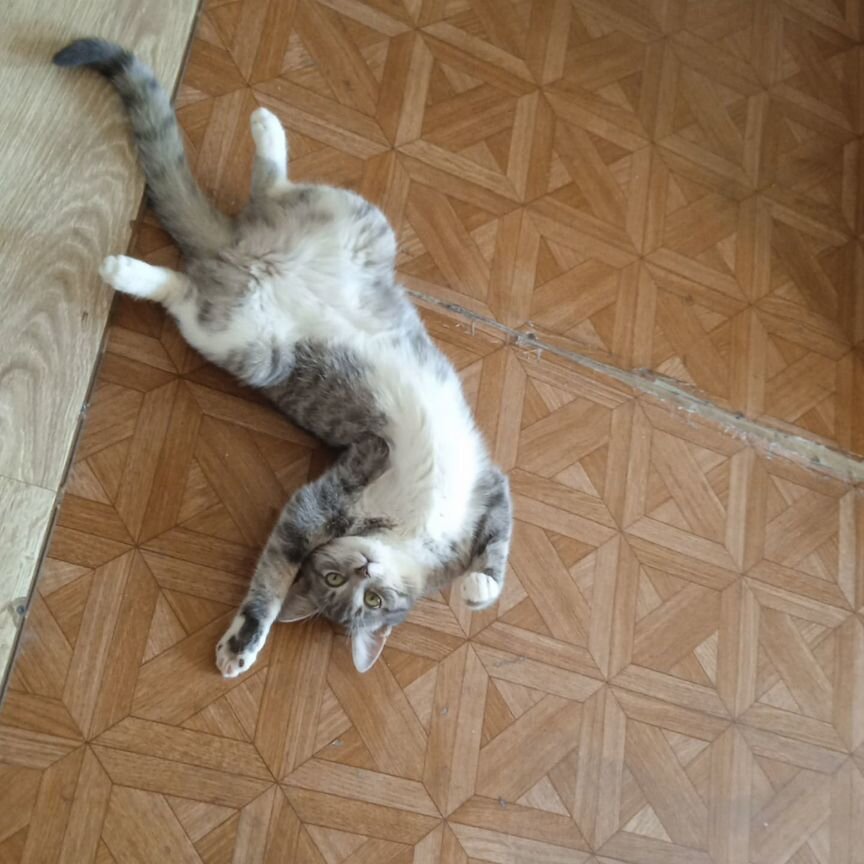 Коша
