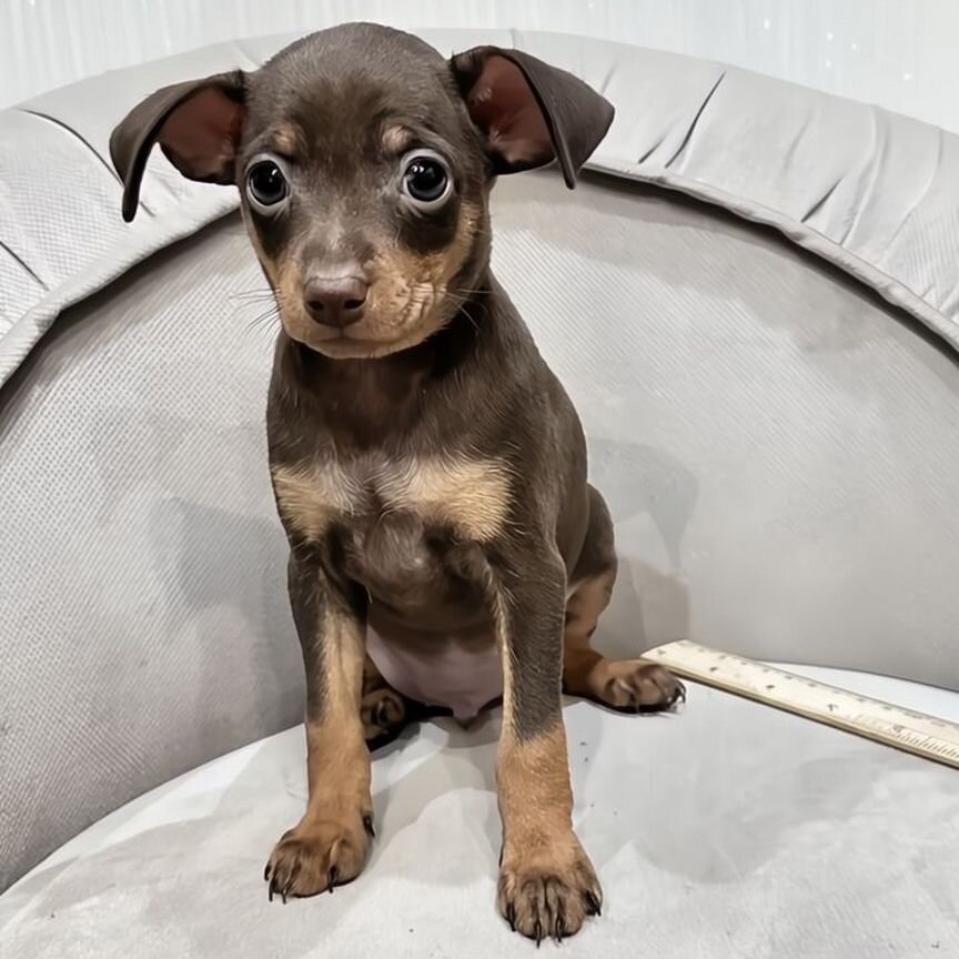 Русский той-терьер, щенок