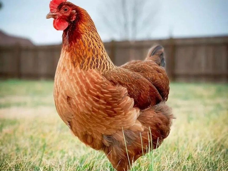 Куры несушки продам