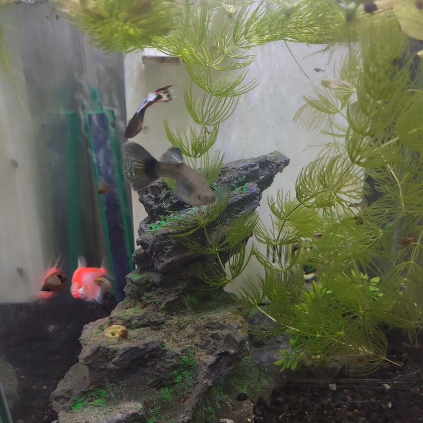 Рыбки гуппи