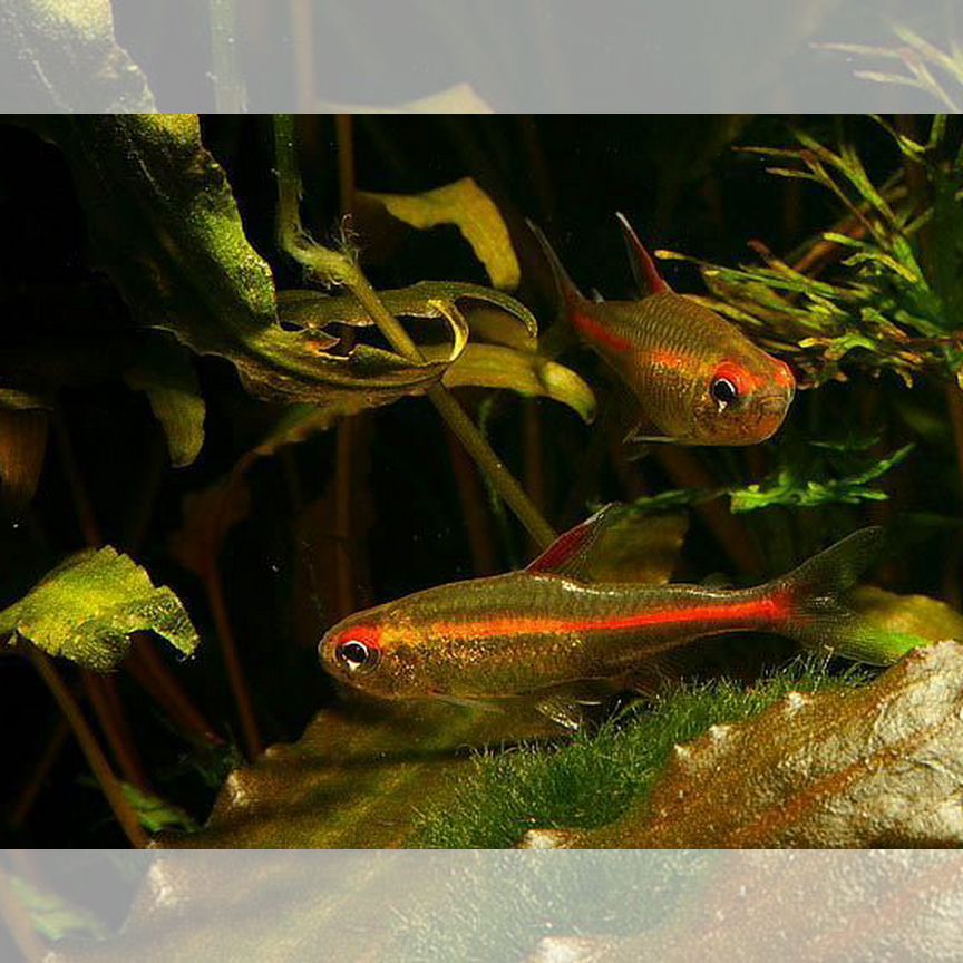 Тетра светлячок