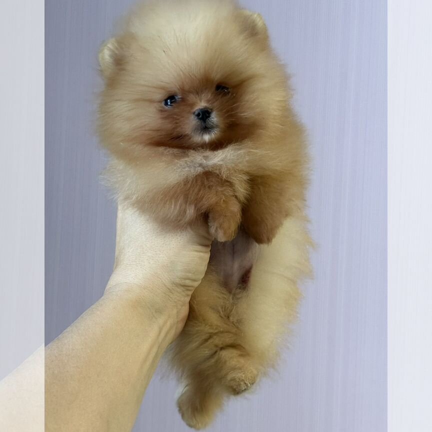 Померанский шпиц, щенок