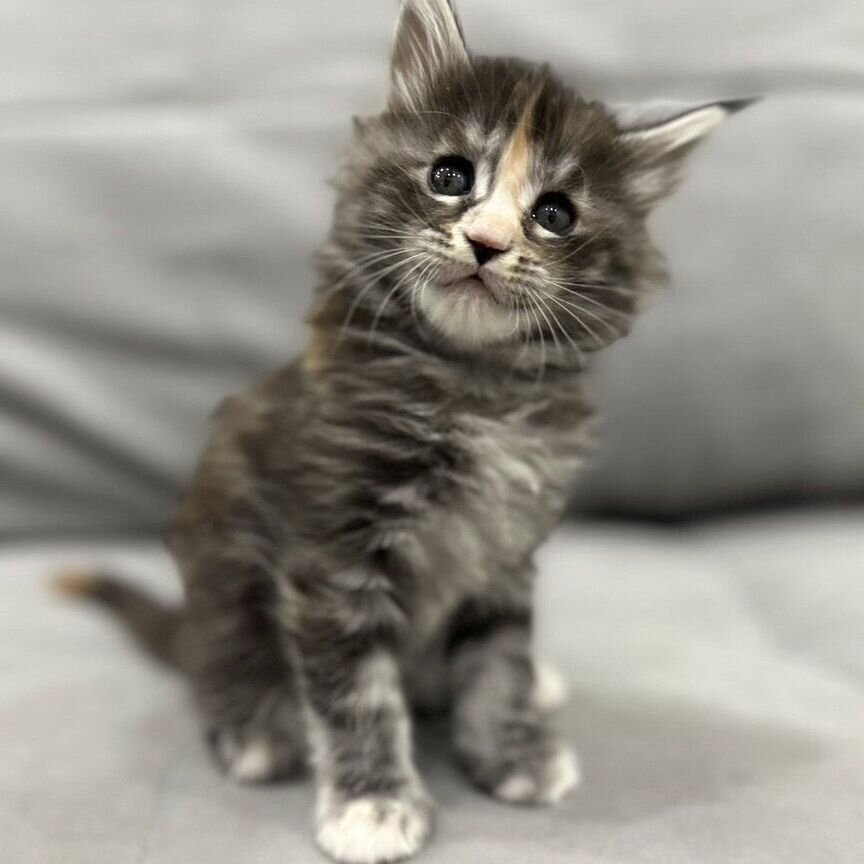 Мейн-кун котёнок