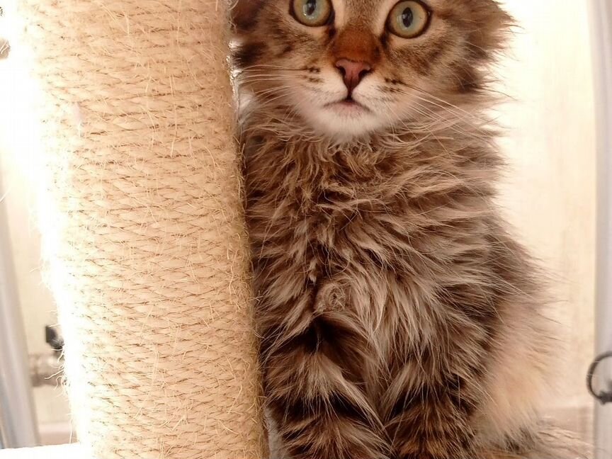 Котик Сеня в добрые руки