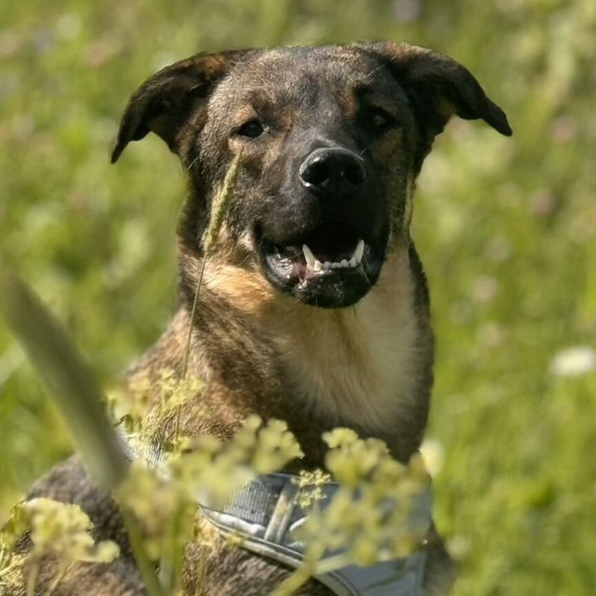 Собака в добрые руки отдам бесплатно