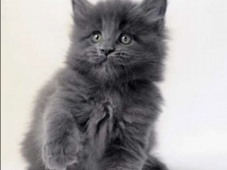 Сибирские котята