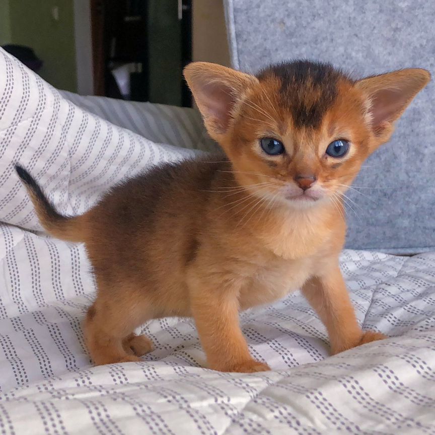 Абиссинский котёнок