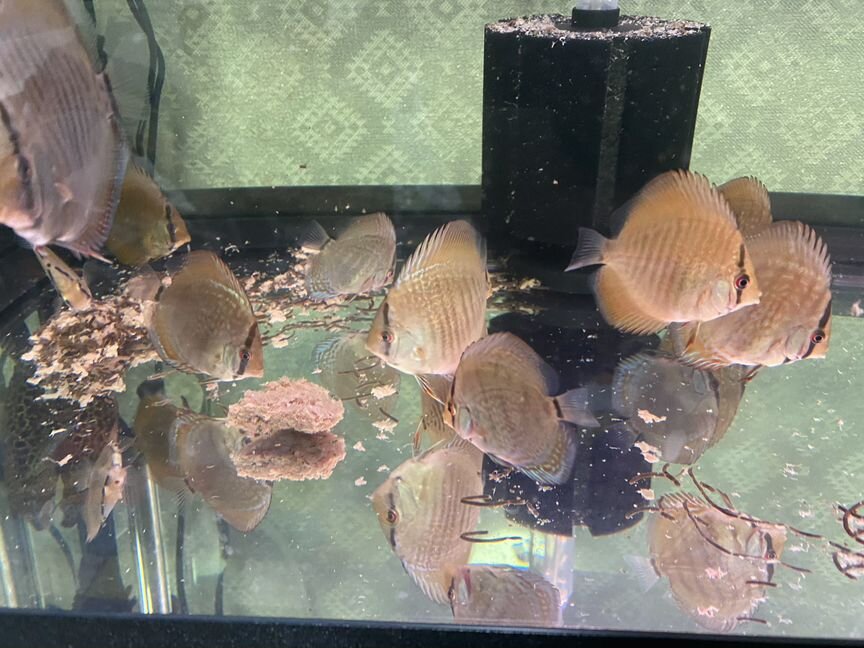 Продам дискусов от 10 штук