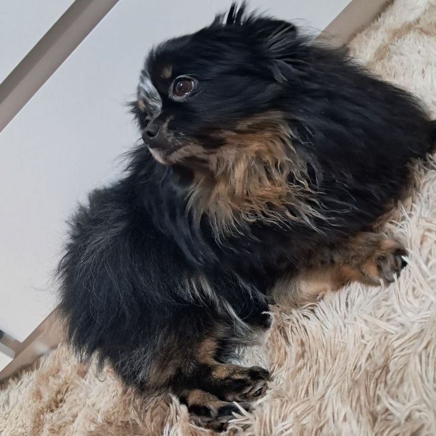 Померанский шпиц, щенок