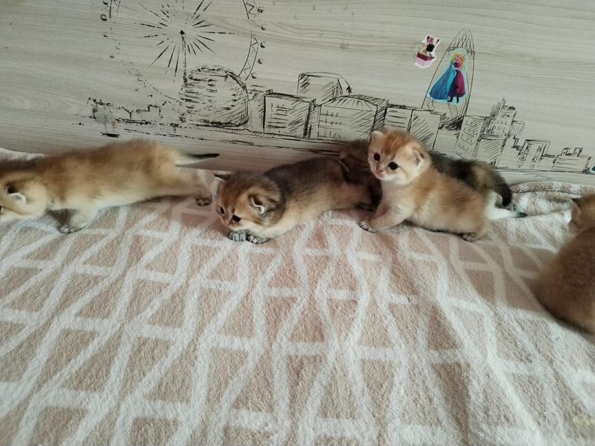 Котята бронь