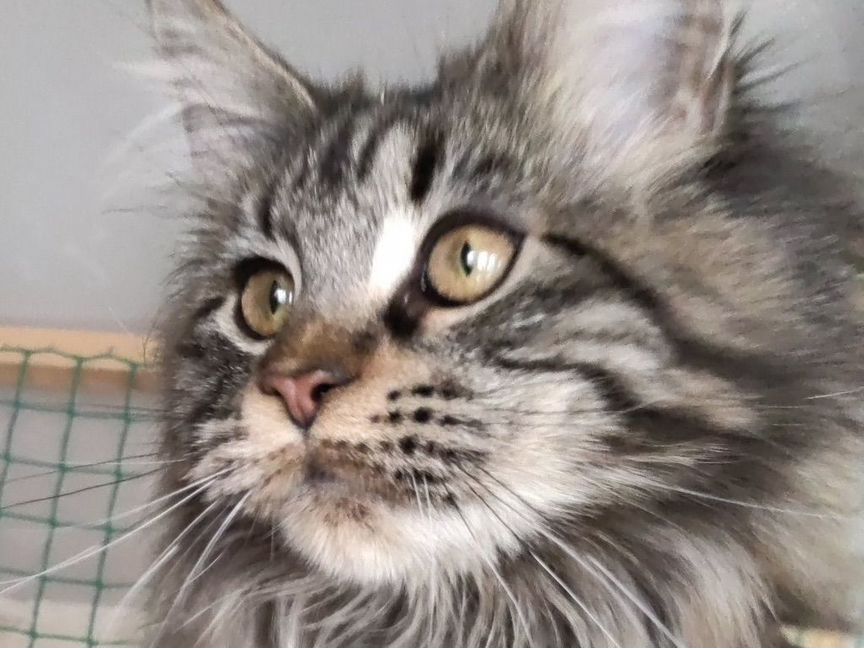 Котята мейн-кун девочка гигант