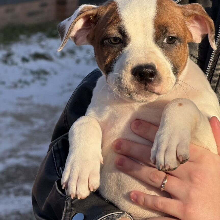 Стаффордширский бультерьер, щенок