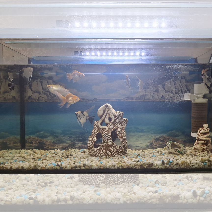 Аквариум с рыбками