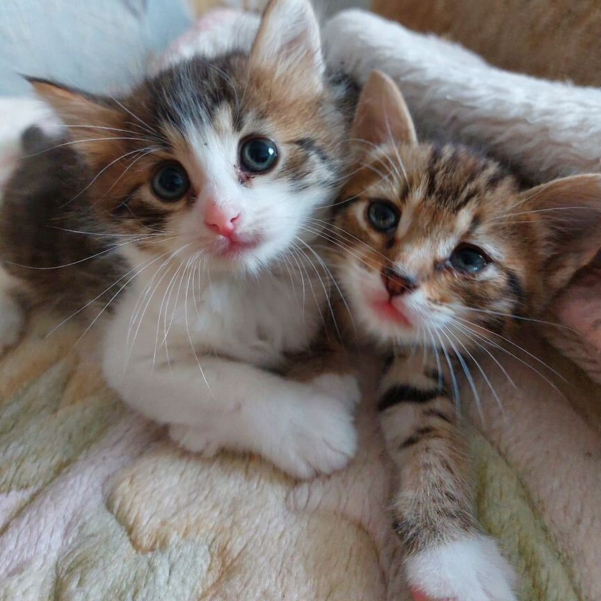 Котята в добрые руки бесплатно маленькие