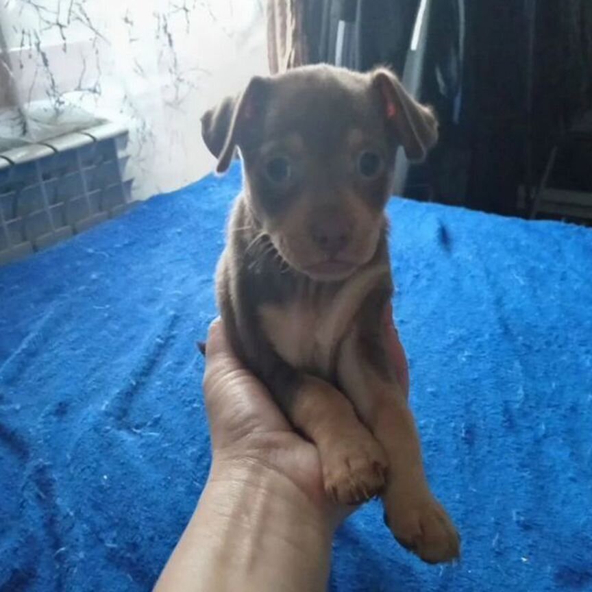 Русский той-терьер, щенок