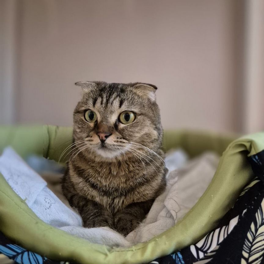 Кошки в добрые руки