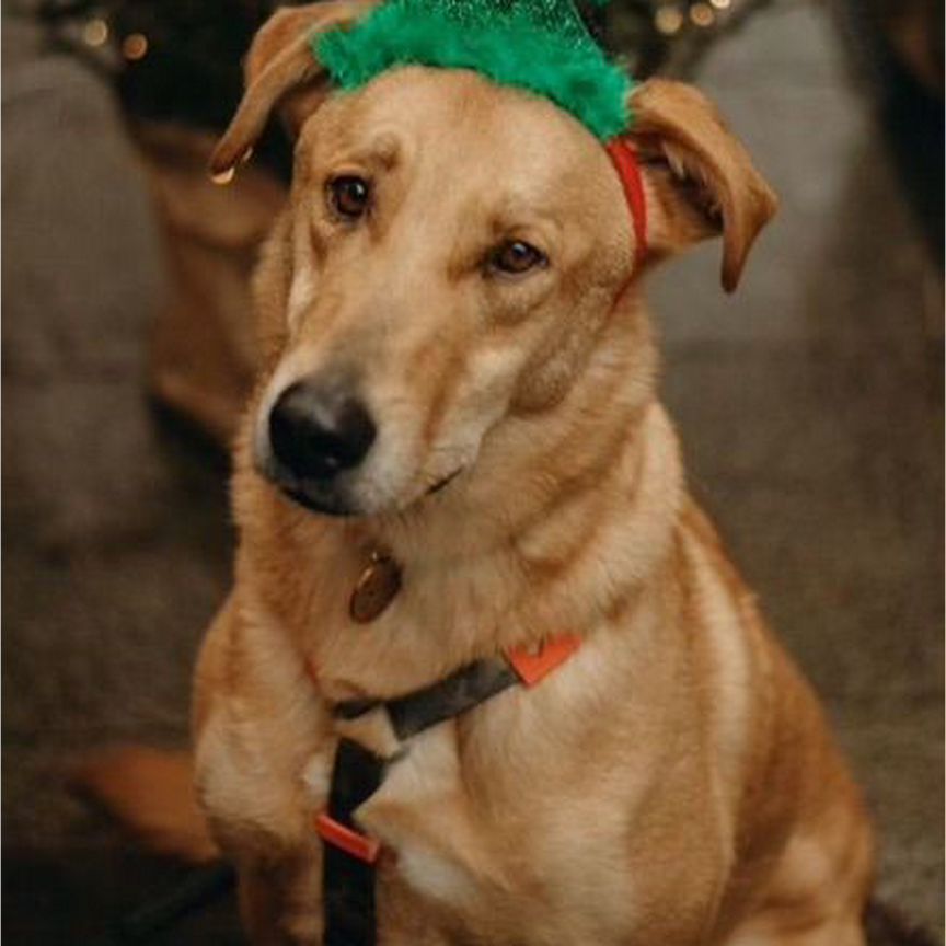 Взрослая собака в добрые руки