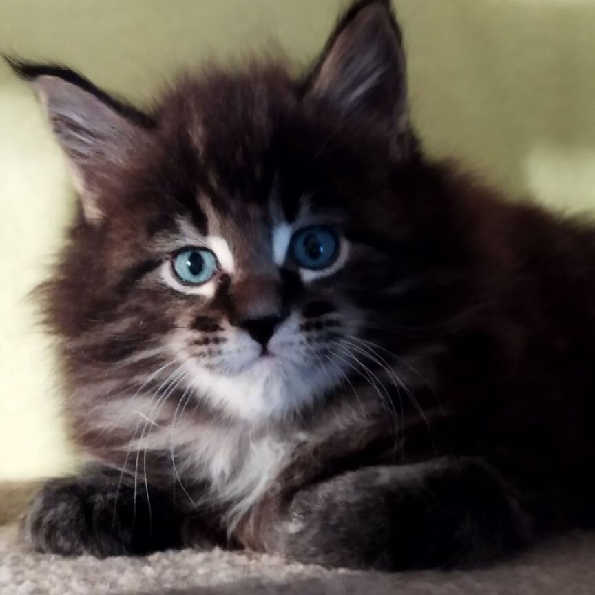 Мейн-кун котёнок