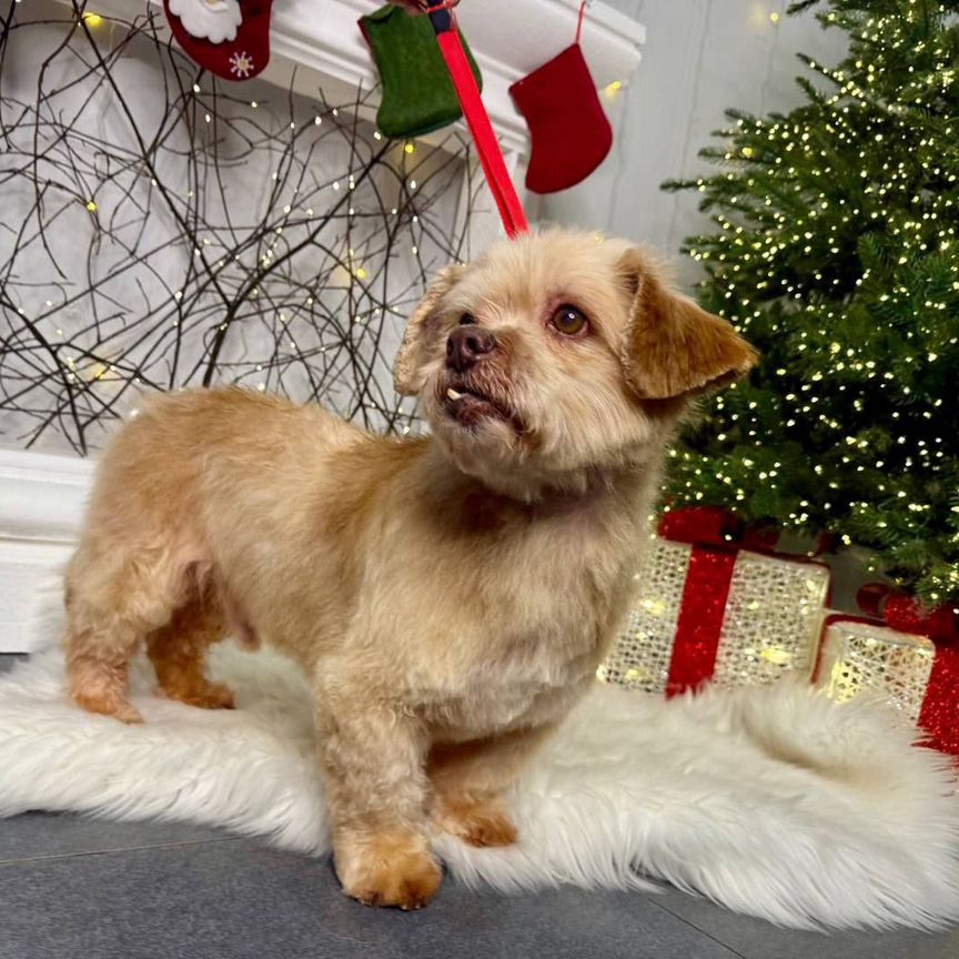 Взрослый пёс в добрые руки