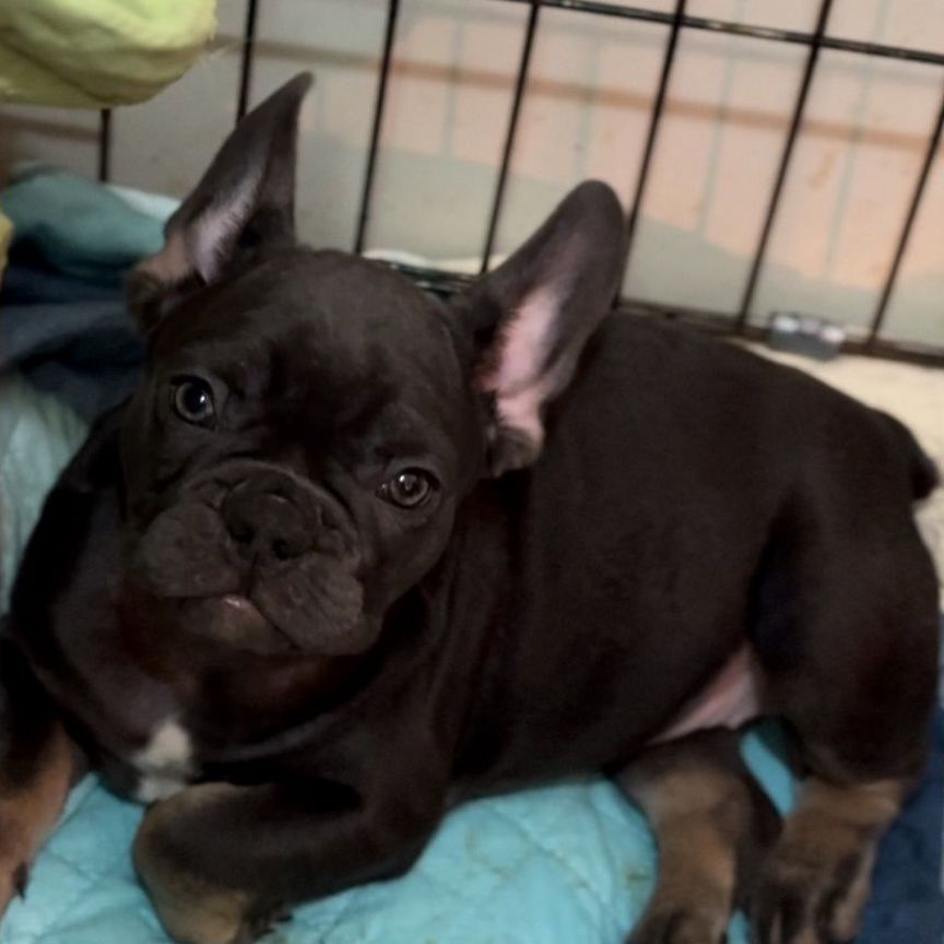 Девочка французик голубой подпал